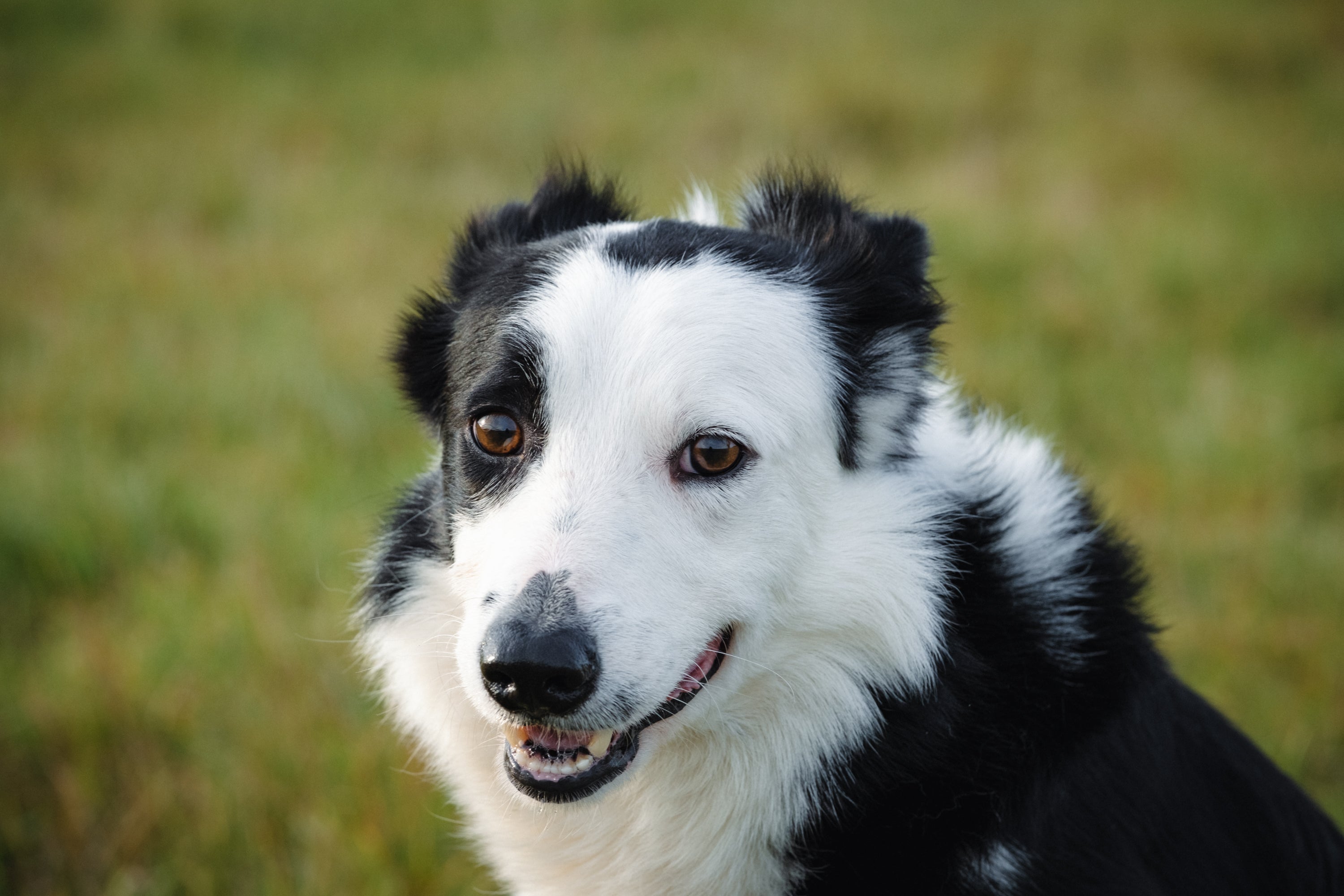 International Sheep Dog Society Online Shop – The International Sheep ...